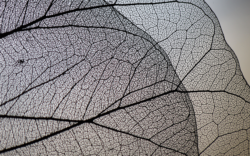 ORPHEUS - Plant Stem Cells in Skincare: Clean Bioactives Backed by Science